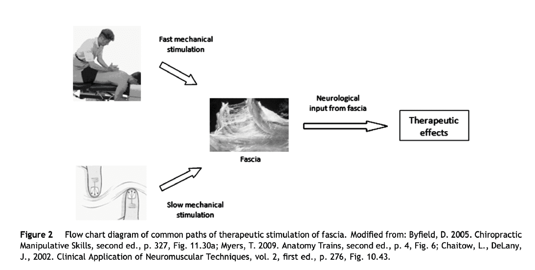Le rôle du Fascia en Thérapie Manuelle | SSK Formation